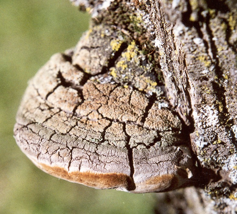 Health Benefits of Medicinal Mushrooms | Myko San